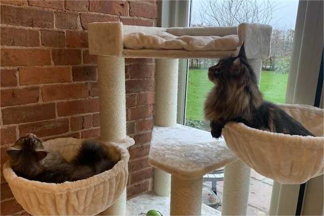 Cat Tree for Maine Coon: A Paradise for Big Felines | SONGMICS HOME